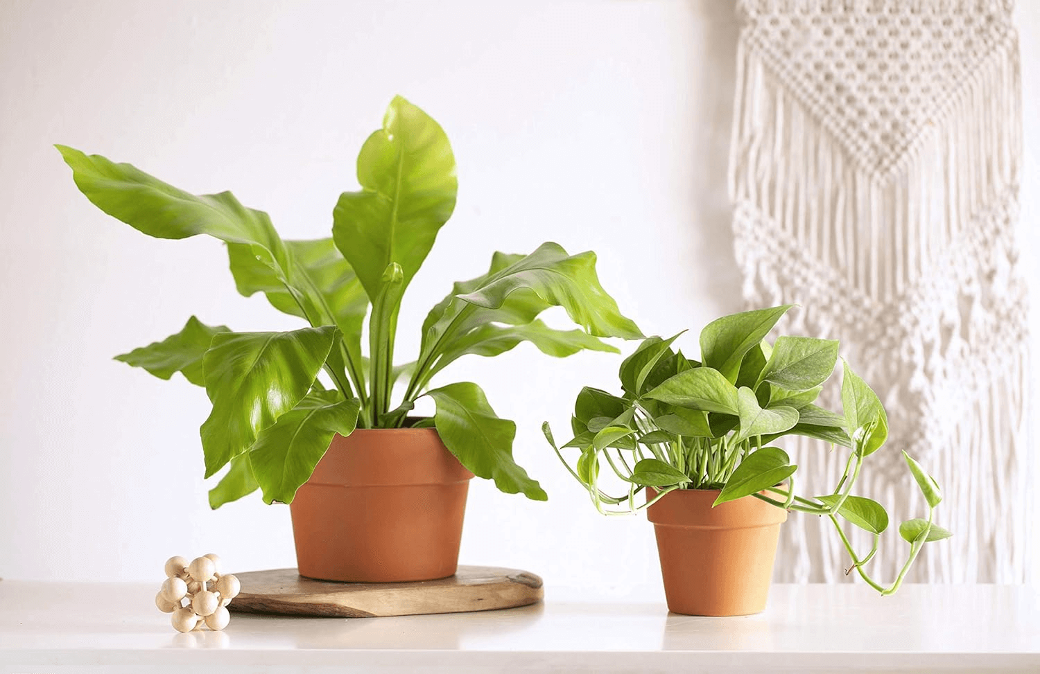 13 Best Indoor Plants For Cleaning Home Air